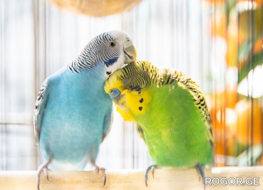 როგორ შევარჩიოთ თუთიყუში სწორად: სქესი, ასაკი, ლაპარაკის სწავლება და ...